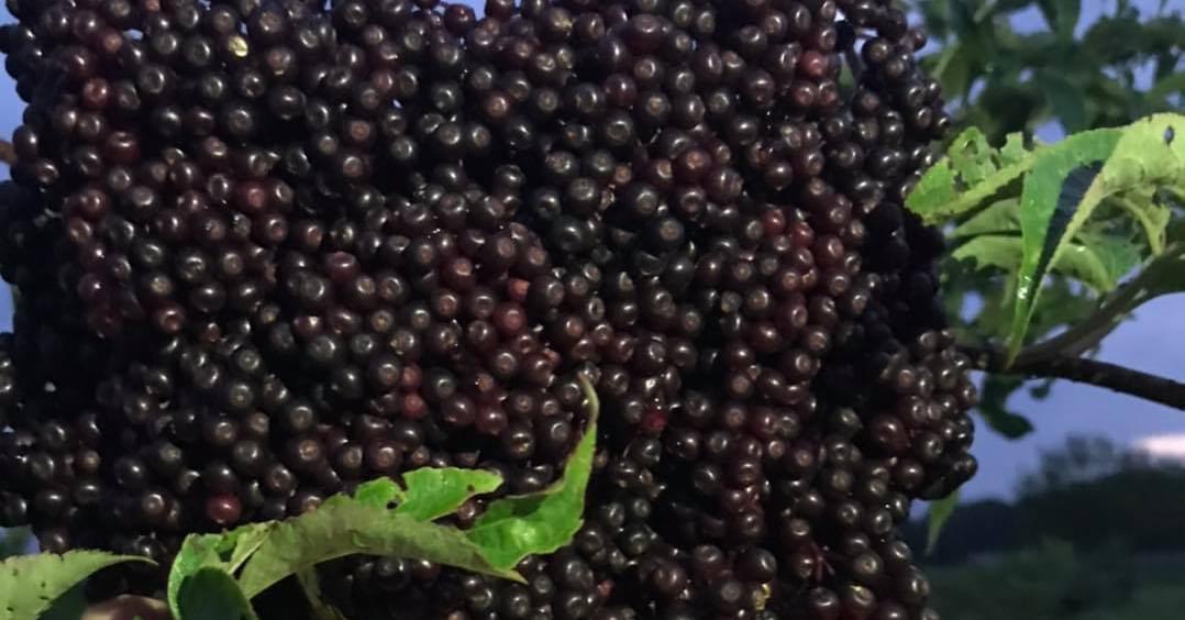 Delaware Elderberries – Our Snail Tracks